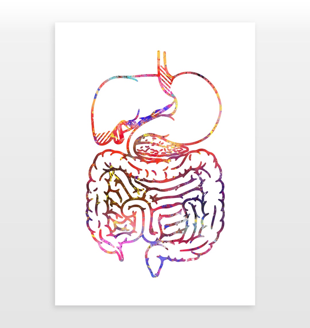 Internal Organs Poster - Human Anatomy Print - Watercolour Print - Etsy