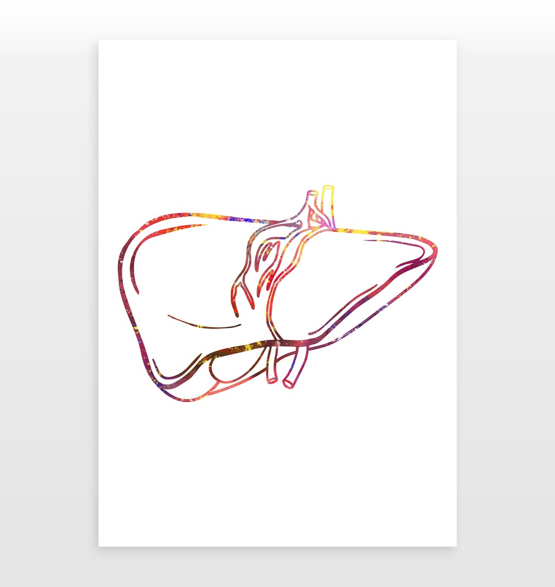 Liver Poster - Human Organs Print - Watercolour Print - Etsy