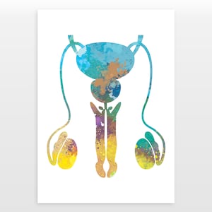 Male Reproductive Anatomy Poster - Male Genitalia Print - Watercolour ...