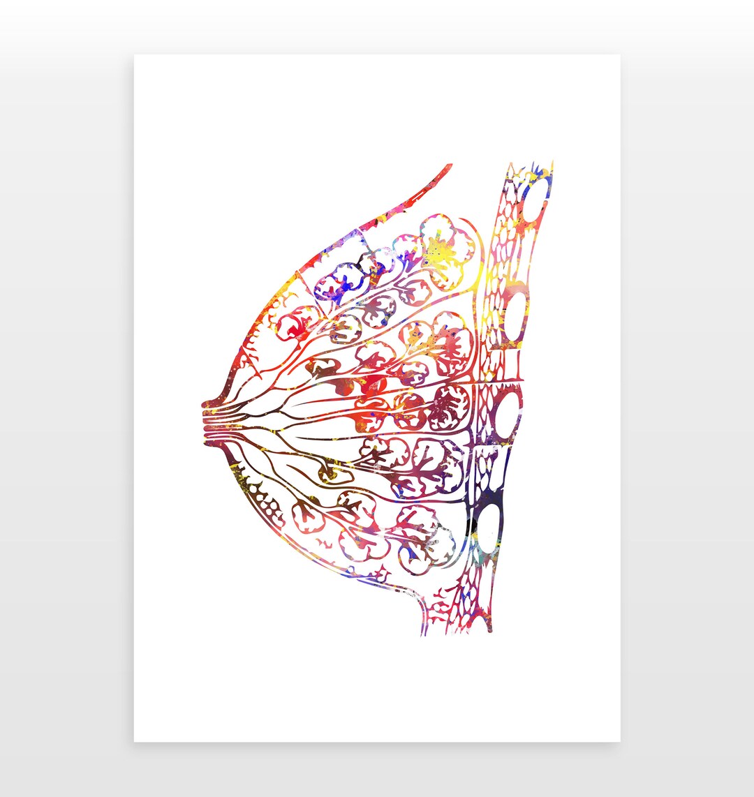 Breast Poster - Female Anatomy Print - Watercolour Print - Etsy