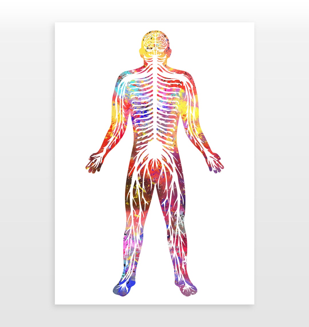 Human Nervous System Poster - Muscular Structure Print - Watercolour ...