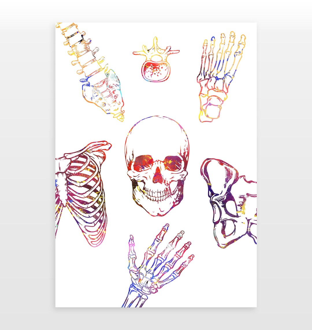 Human Bones Poster - Human Skeleton Print - Watercolour Print - Etsy