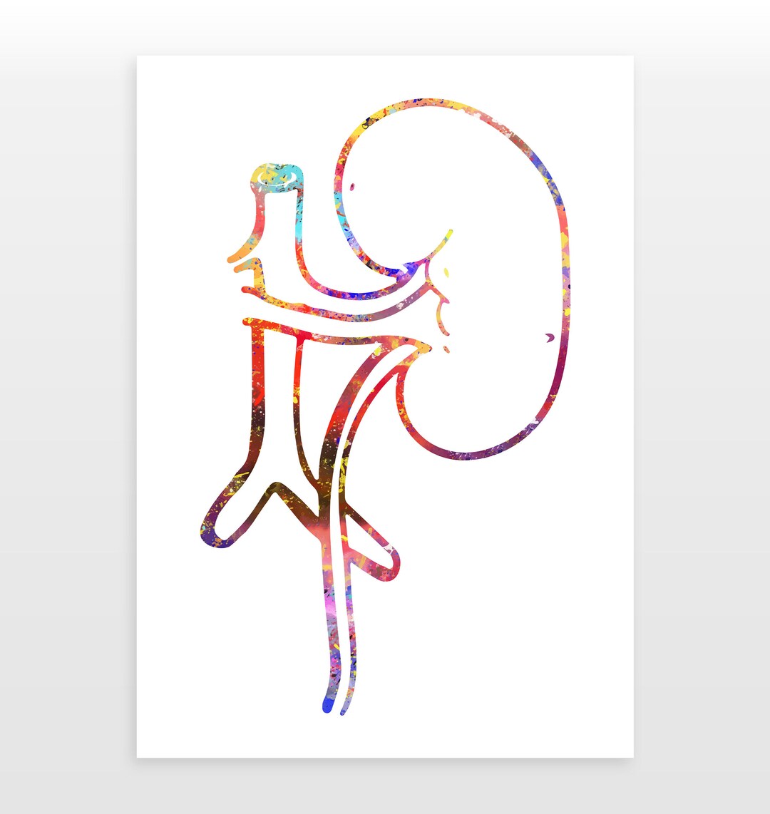 Kidney Poster - Human Organs Print - Watercolour Print - Etsy