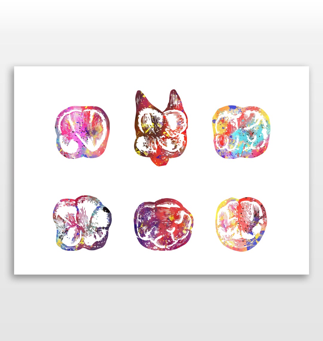 Set of Teeth Poster - Dental Print - Watercolour Print - Etsy