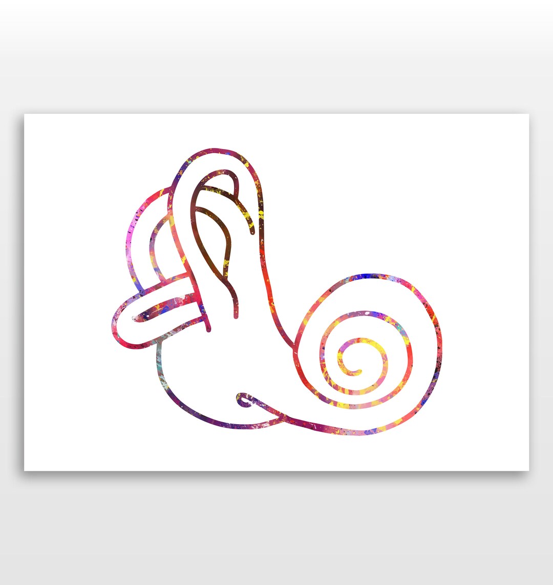 Cochlea Poster - Watercolour Print - Etsy