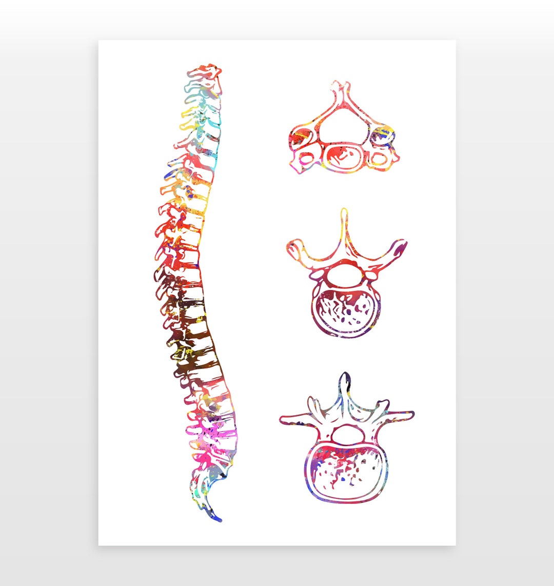 Spine Poster - Spinal Column Print - Watercolour Print - Etsy