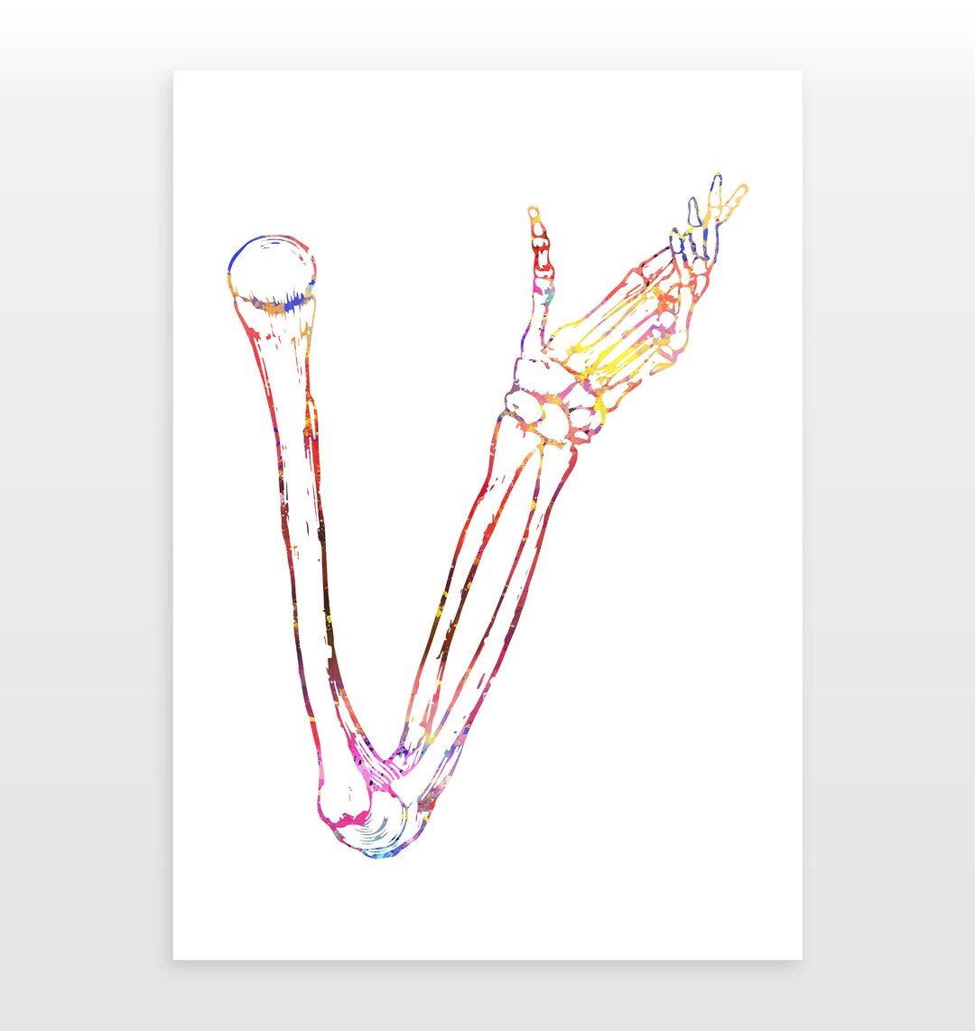 Skeletal Arm Poster - Osteologist Print - Watercolour Print - Etsy