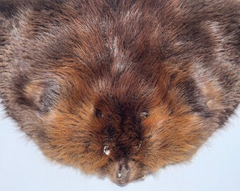 Beaver Pelt - Etsy