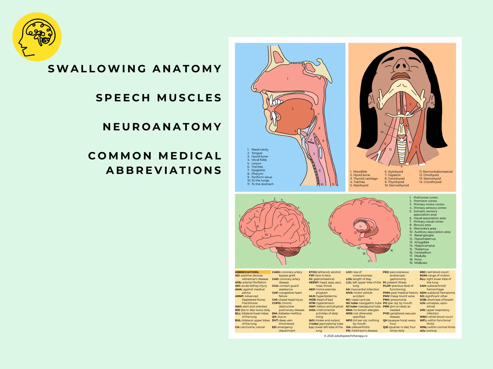 Medical SLP Reference Chart PDF Speech Therapy Study Guide and Cheat ...