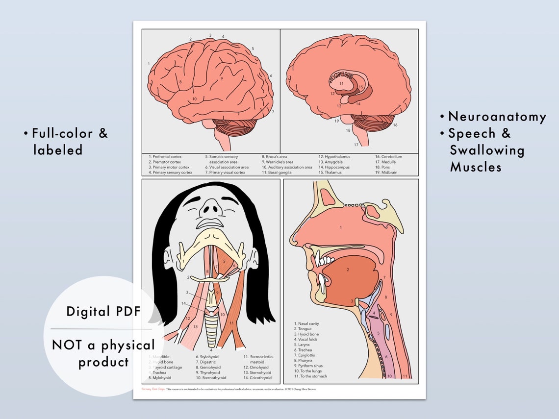 Medical Speech Therapy Reference Chart PDF Adult Speech | Etsy Canada