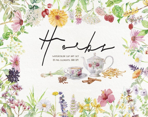 Watercolor Wild Herbs Floral Clipart Wild Flowers Wedding - Etsy
