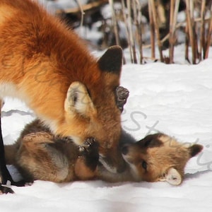 Fox and Kit: Cuddles - Etsy