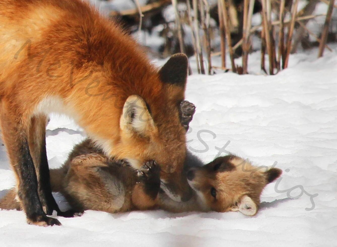 Fox and Kit: Cuddles - Etsy