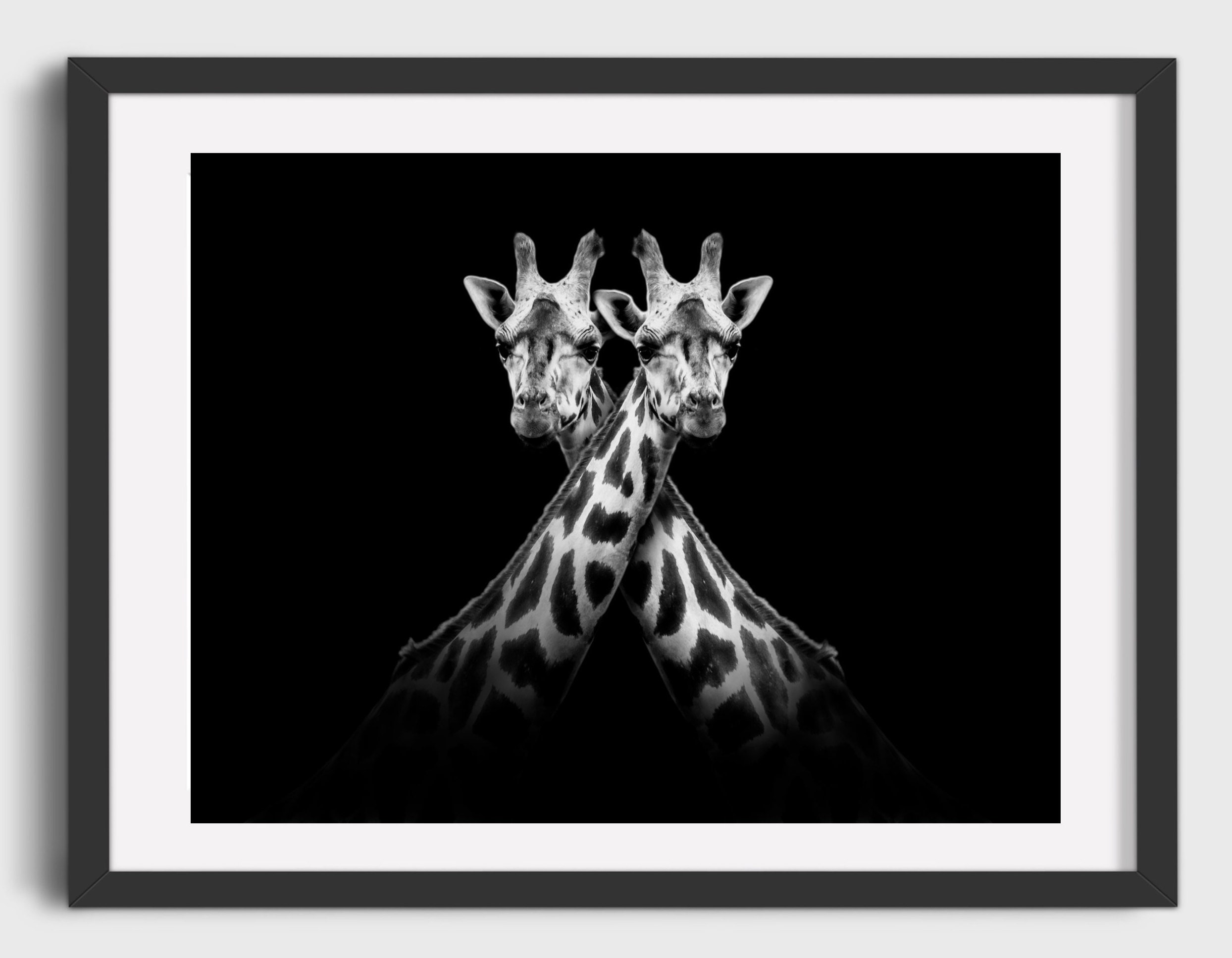 Black and White Print of Giraffes Fine Art Photography Print - Etsy UK
