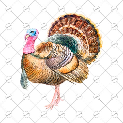 Original Watercolor Turkey Thanksgiving PNG Instant Download - Etsy