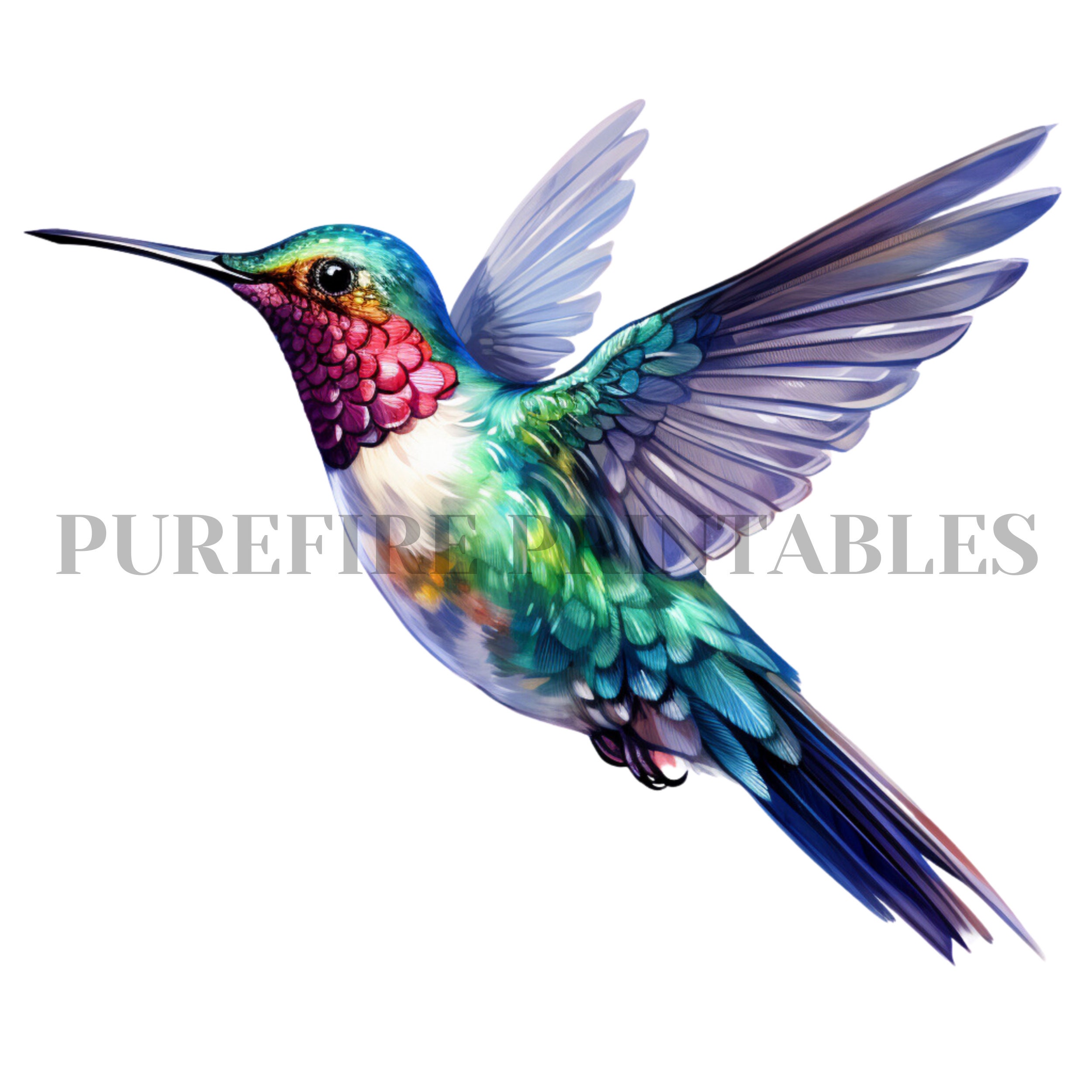 Watercolor Hummingbird Clipart Digital Illustration Paper Crafting ...