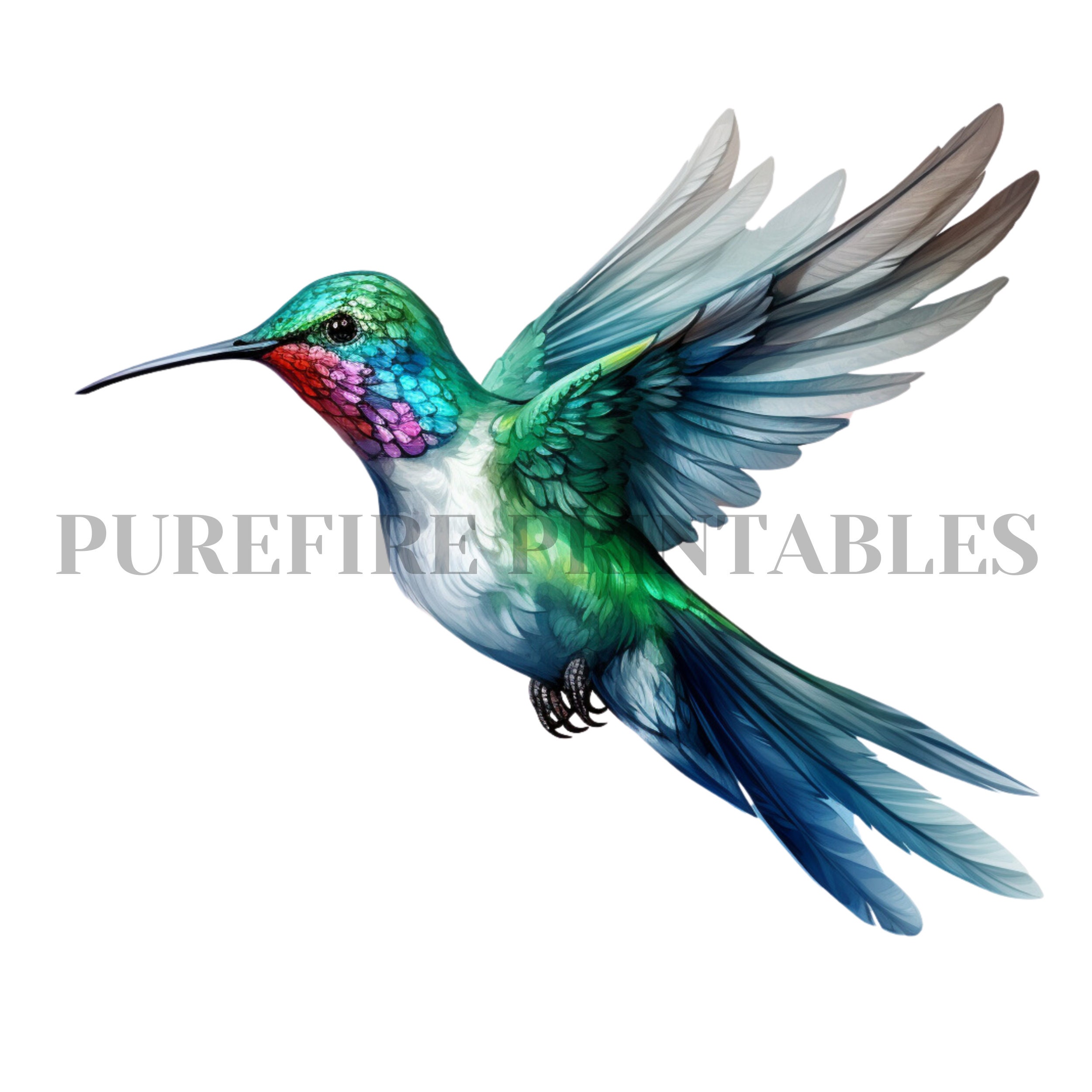 Watercolor Hummingbird Clipart Digital Illustration Paper Crafting ...