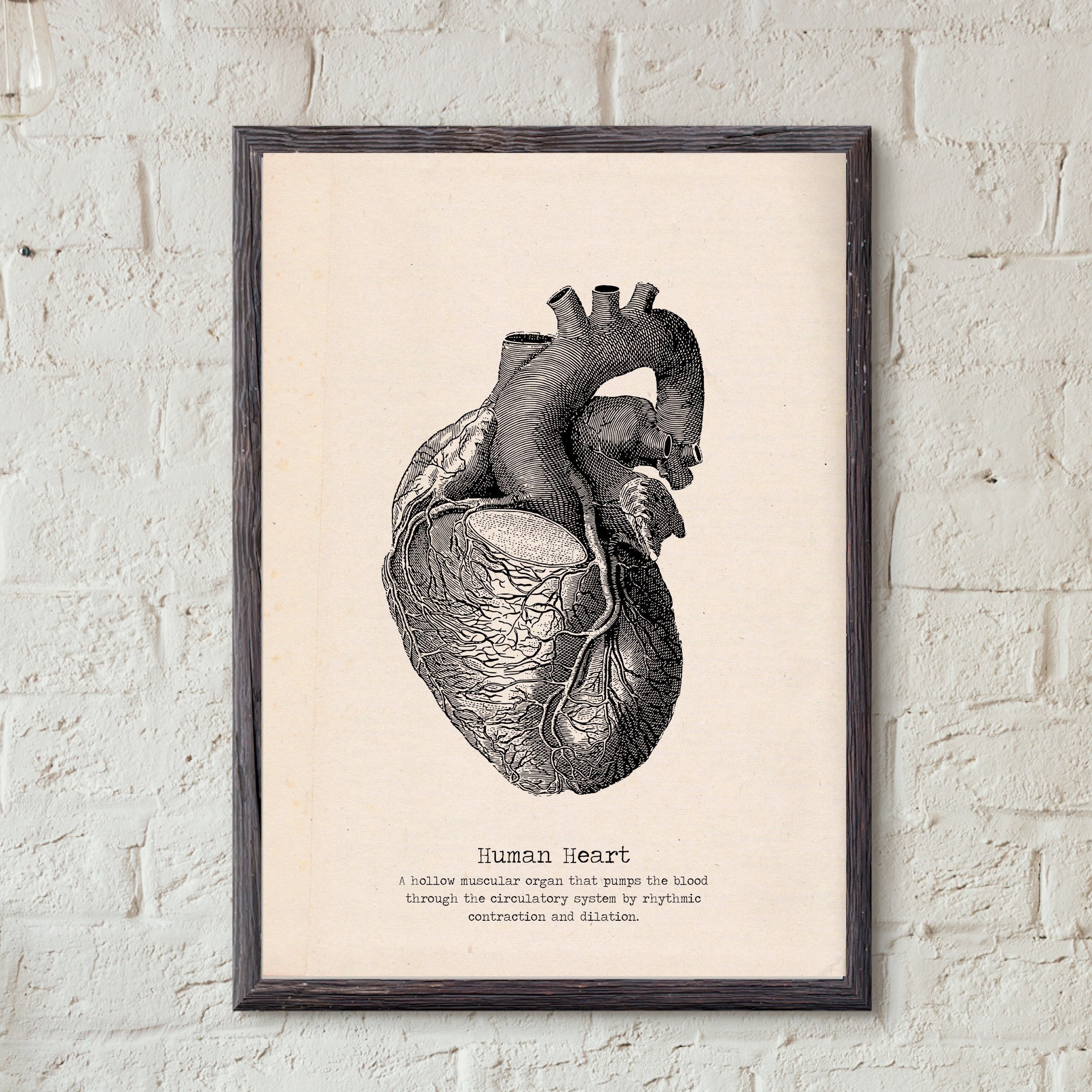 Vintage Human Heart Sketch