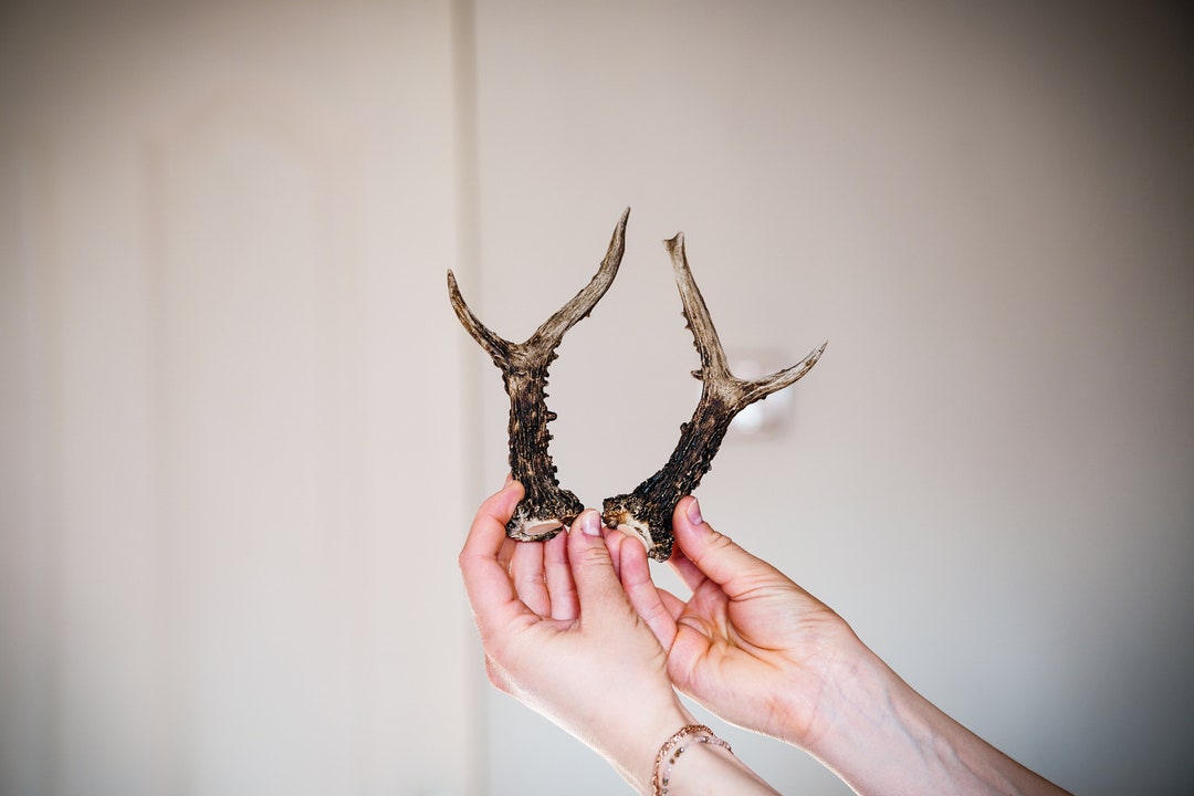 Two Natural Roe Deer Antlers Real Deer Antlers - Etsy