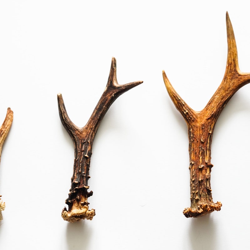 Natural Shed Antler - Etsy