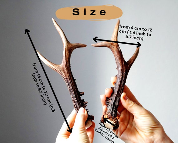 Mixed Random Roe Deer Antlers for Sale for Home Decor Furniture Handle Wreath Pendant Etsy Canada