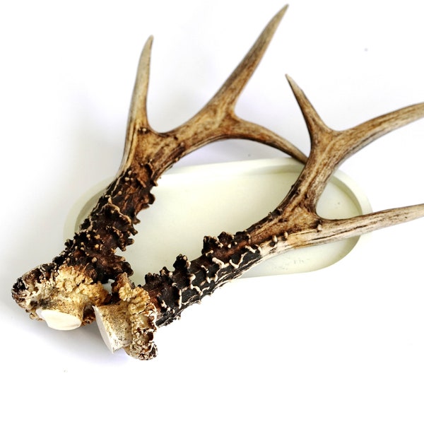 Real Deer Antlers - Etsy