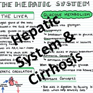 Hepatic System and Cirrhosis - Etsy