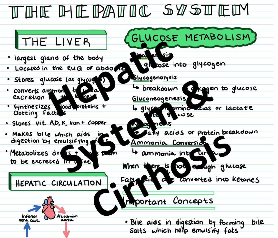 Hepatic System and Cirrhosis - Etsy