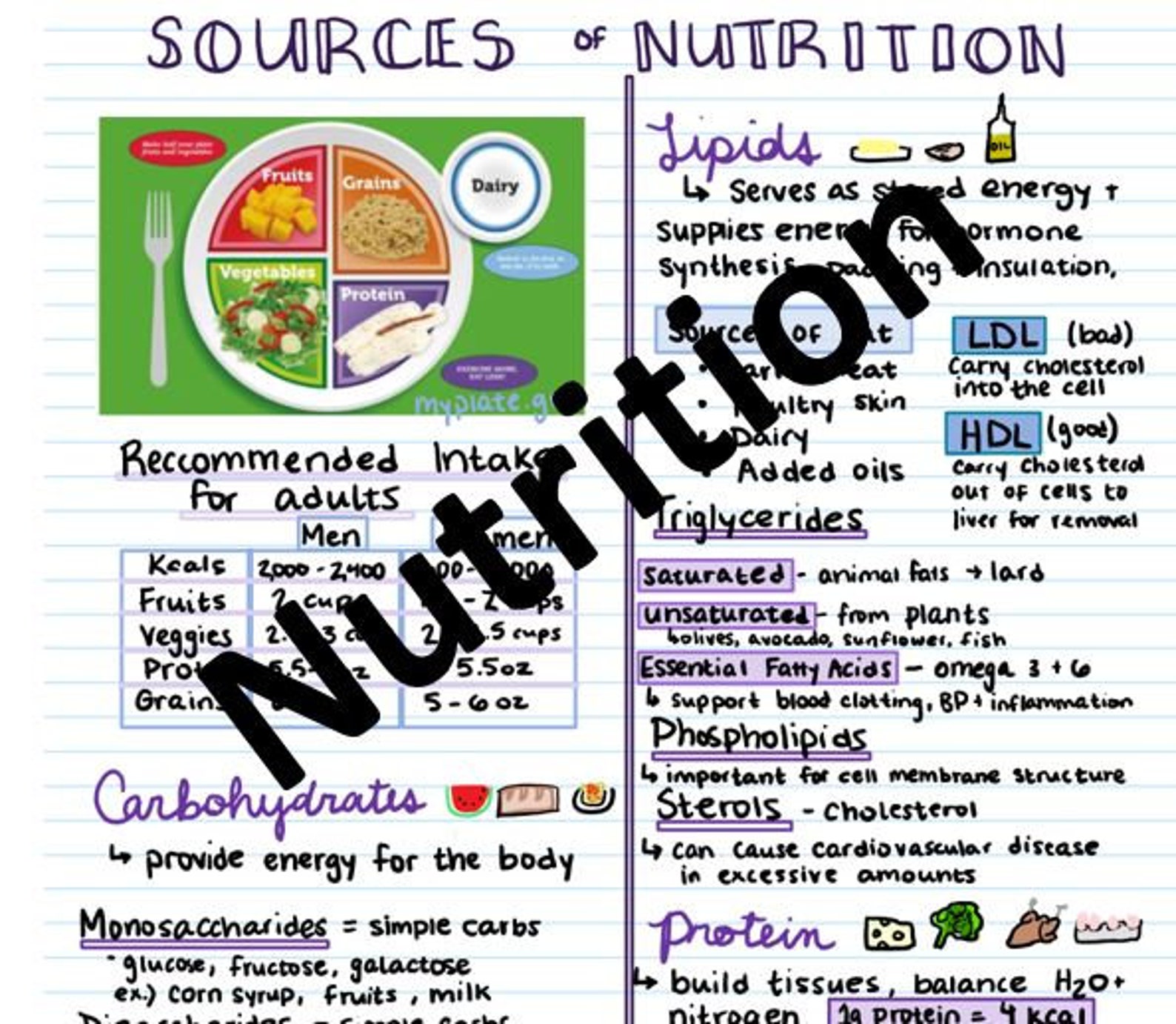 Nutrition Study Guide | Etsy