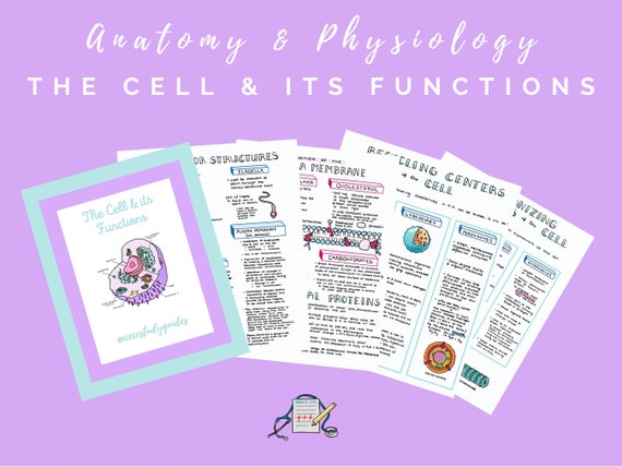 The Cell and Its Functions Anatomy & Physiology Study Guide - Etsy