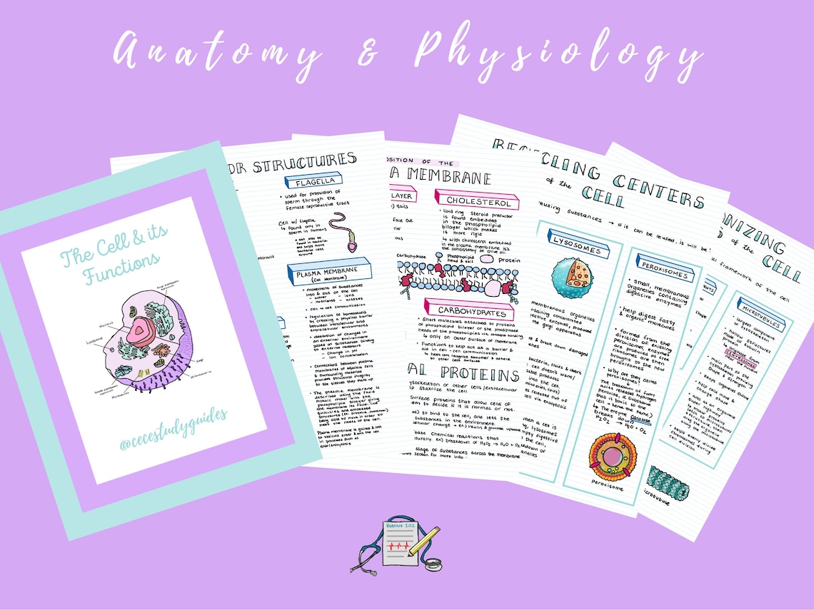 The Cell and Its Functions - Anatomy & Physiology Study Guide - Etsy