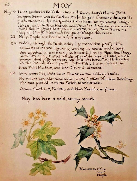 Edith Holden May Blossom of Holly and Maple Calligraphy and | Etsy