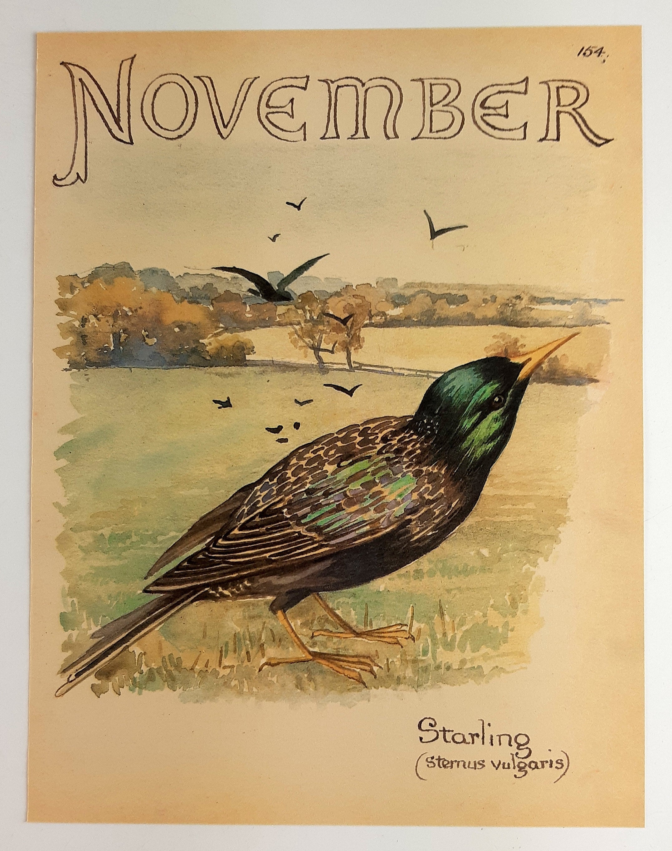 Edith Holden November Staling Botanical Print - Etsy
