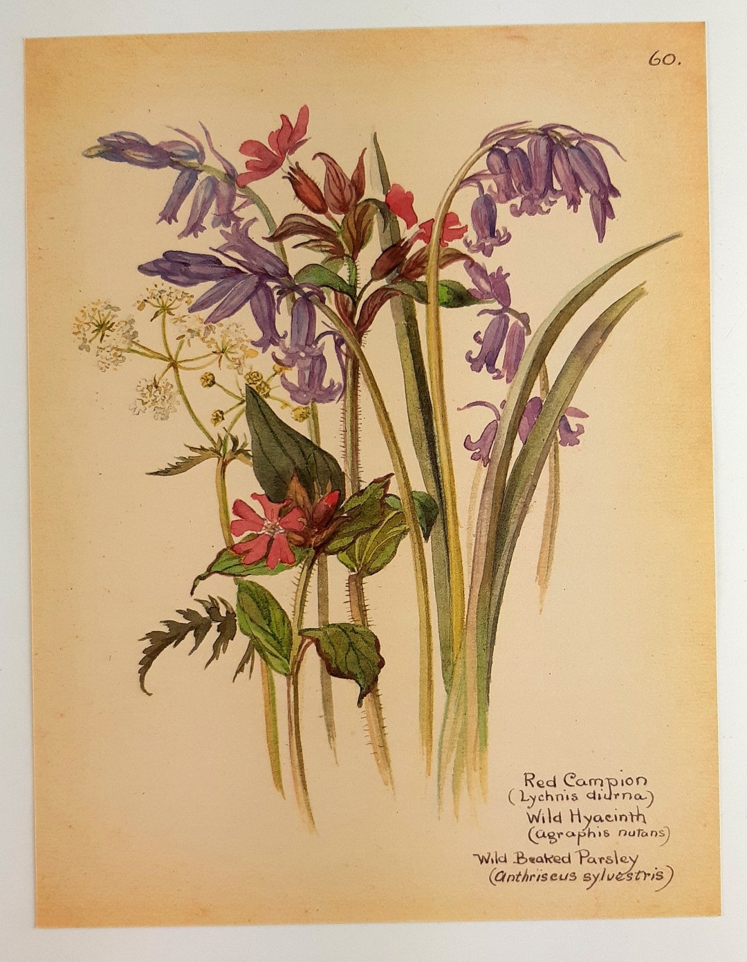 Edith Holden Red Campion Wild Hyacinth Wild Beaked Parsley Botanical ...