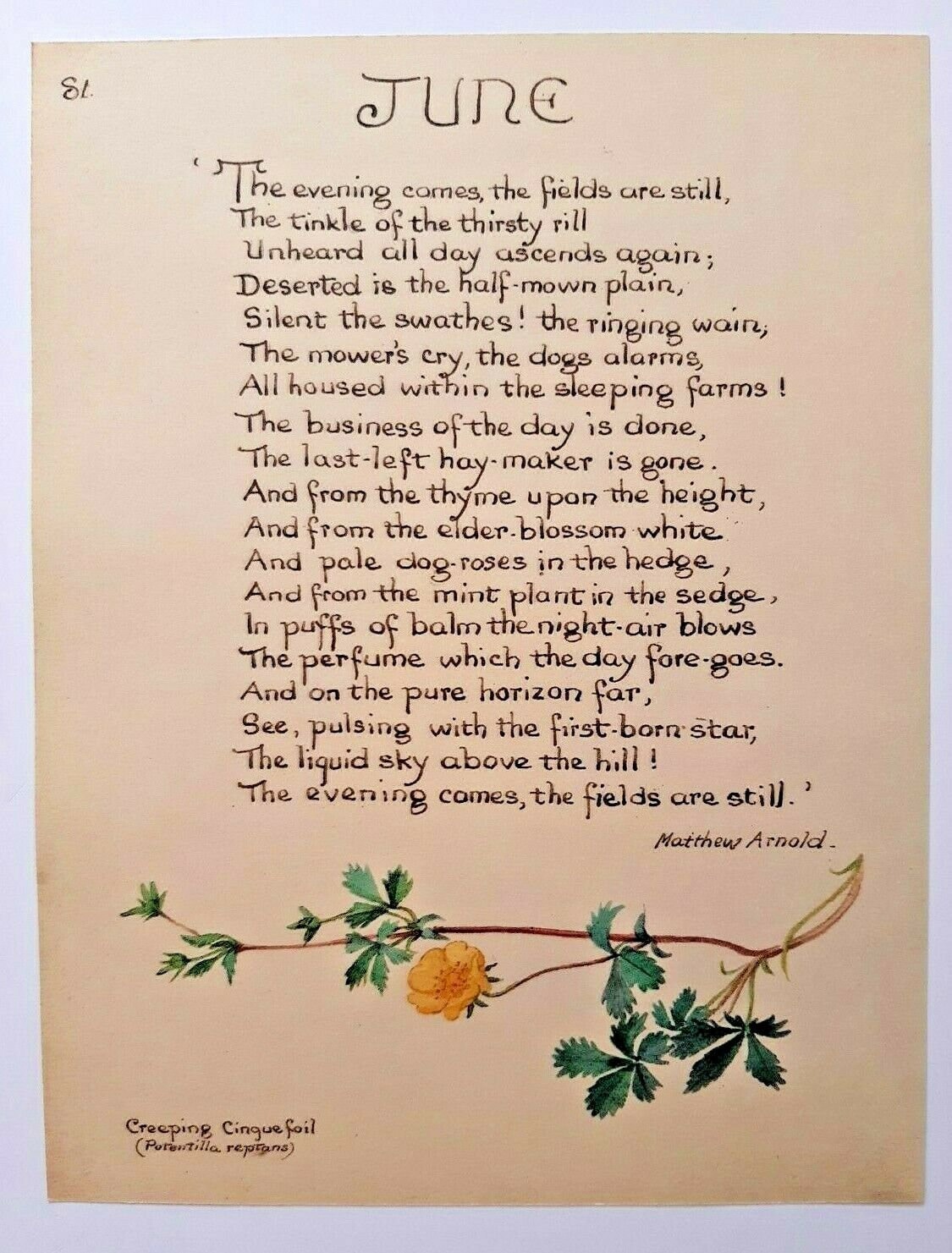 Edith Holden June Matthew Arnold Poem and Creeping Cinquefoil ...