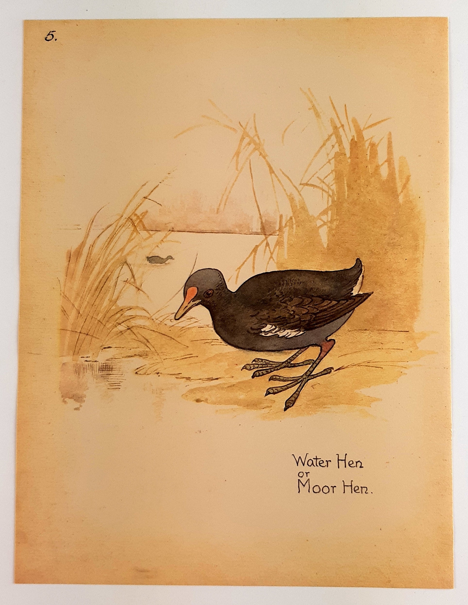 Edith Holden Water Hen or Moor Hen Bird Print - Etsy