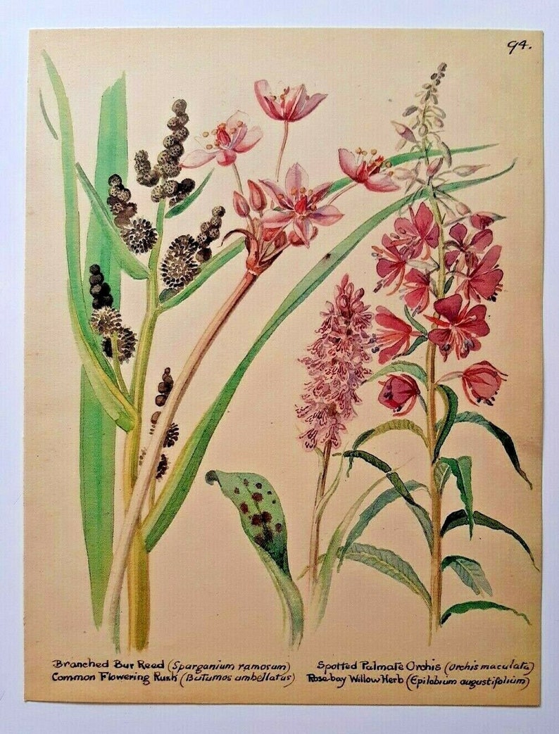 Edith Holden Bur Reed Rush Spotted Orchid Willow Herb Botanical Print ...