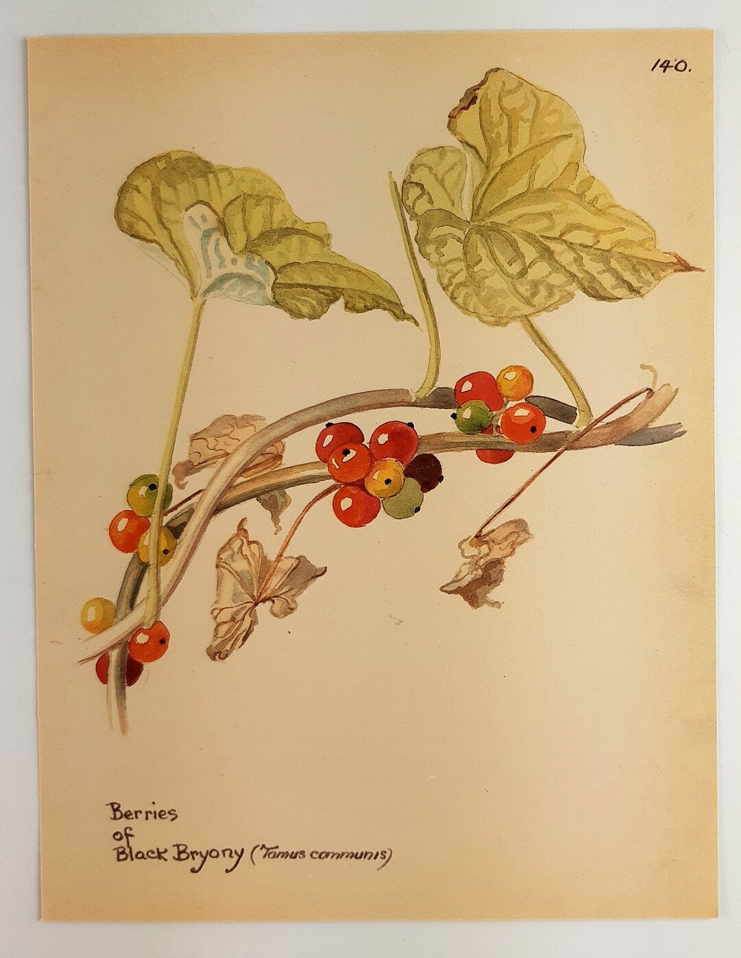 Edith Holden Berries of Black Bryony Botanical Print - Etsy