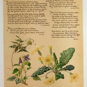 Edith Holden Primrose Dog Violet Wood Anemone Botanical Print ...