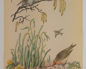 Edith Holden Red Spotted Toadstools Botanical Print - Etsy