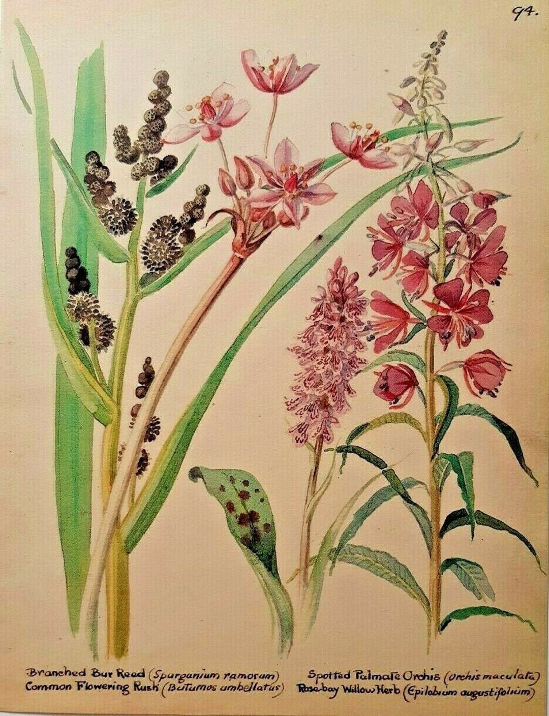 Edith Holden Bur Reed Rush Spotted Orchid Willow Herb Botanical Print ...