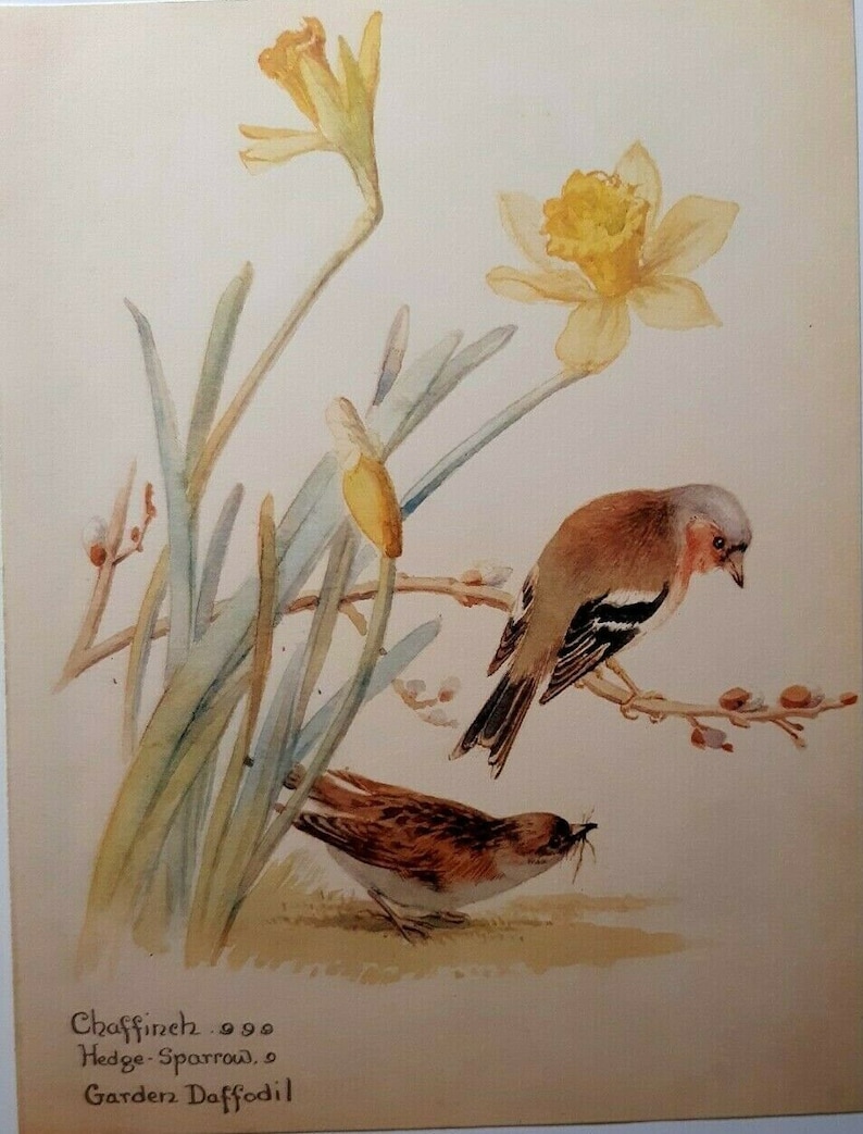 Edith Holden Chaffinch Hedge Sparrow Daffodils Botanical Vintage Print ...