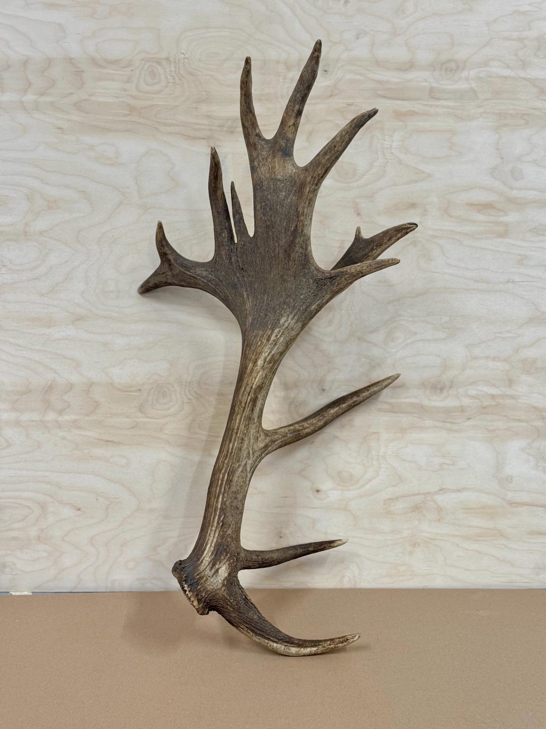 Unique Deer Antler 3.49 Kg – Naturally Shed Antler From Lithuania ...