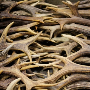 Premium Roe Deer Antlers | SINGLE Premium Quality Antler | Natural ...