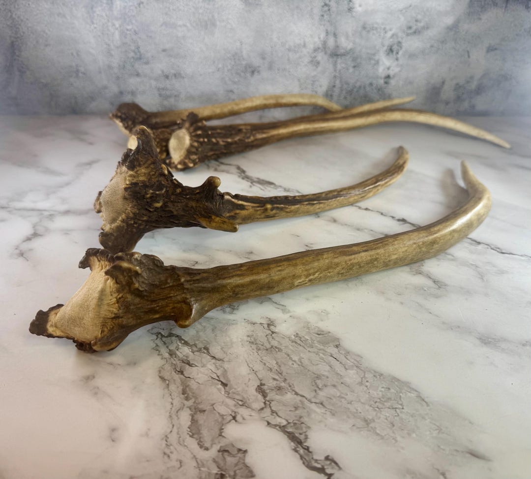 Deer Antlers | Naturally Shed Buck Spikes | Premium Quality Red Deer ...