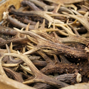 Premium Roe Deer Antlers | SINGLE Premium Quality Antler | Natural ...