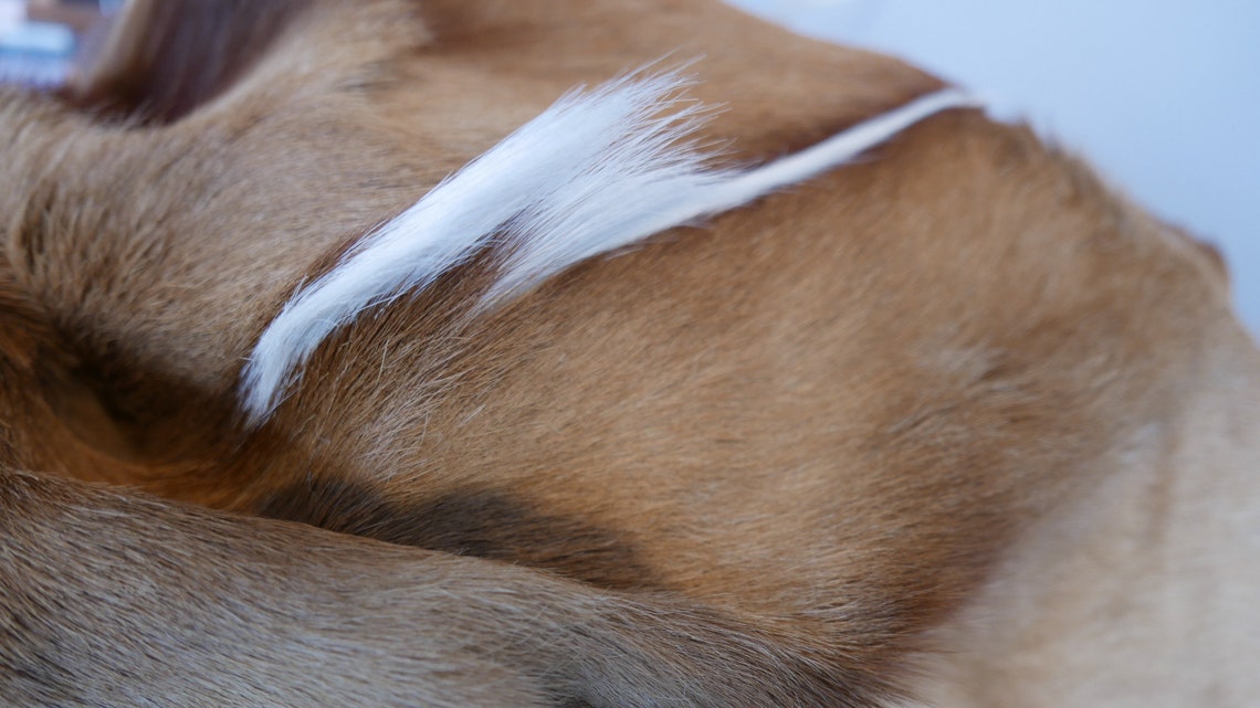 Springbok Hide Natural XXL African SPRINGBOK Skin Approx. - Etsy