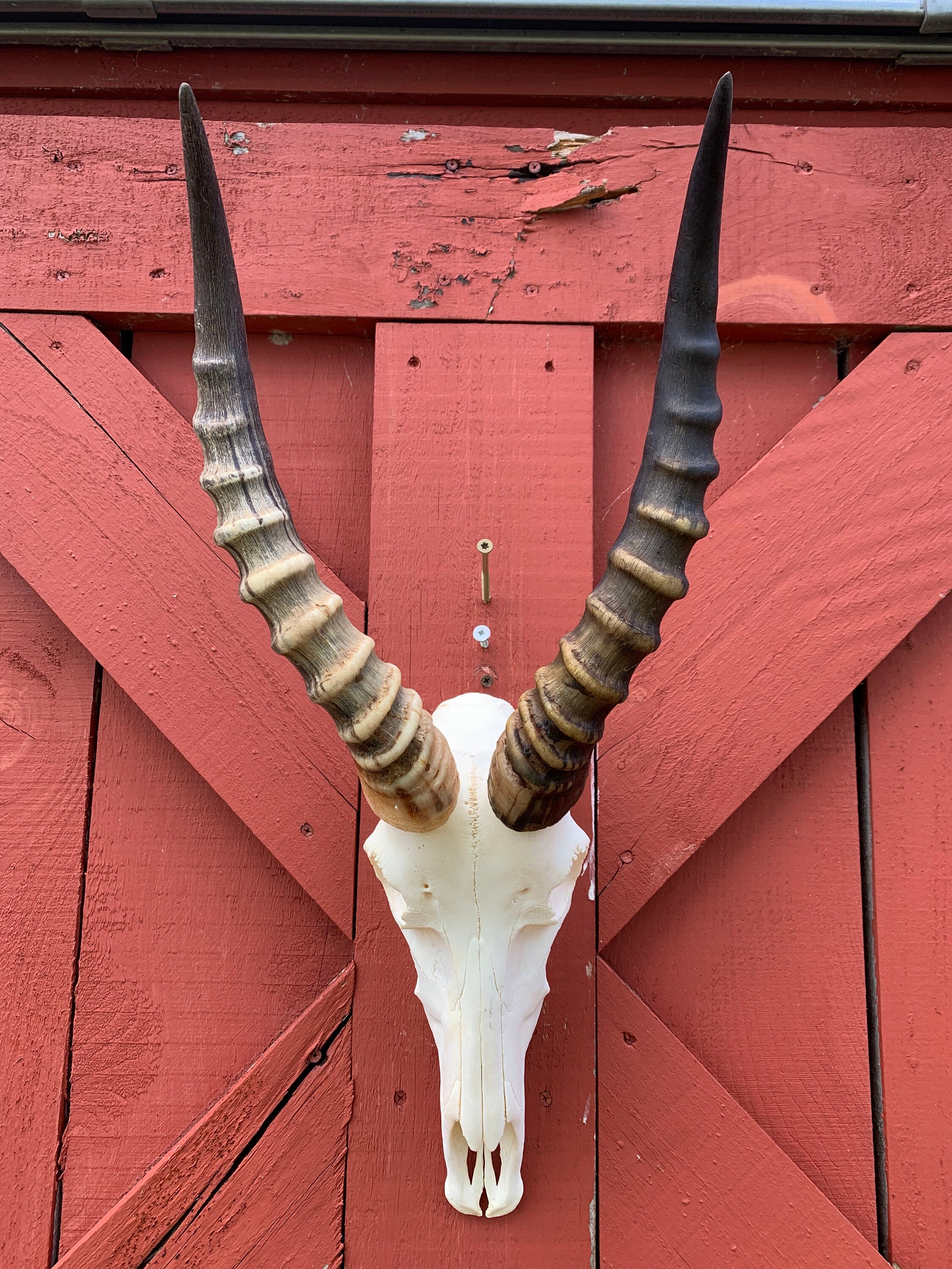 Blesbok Skull