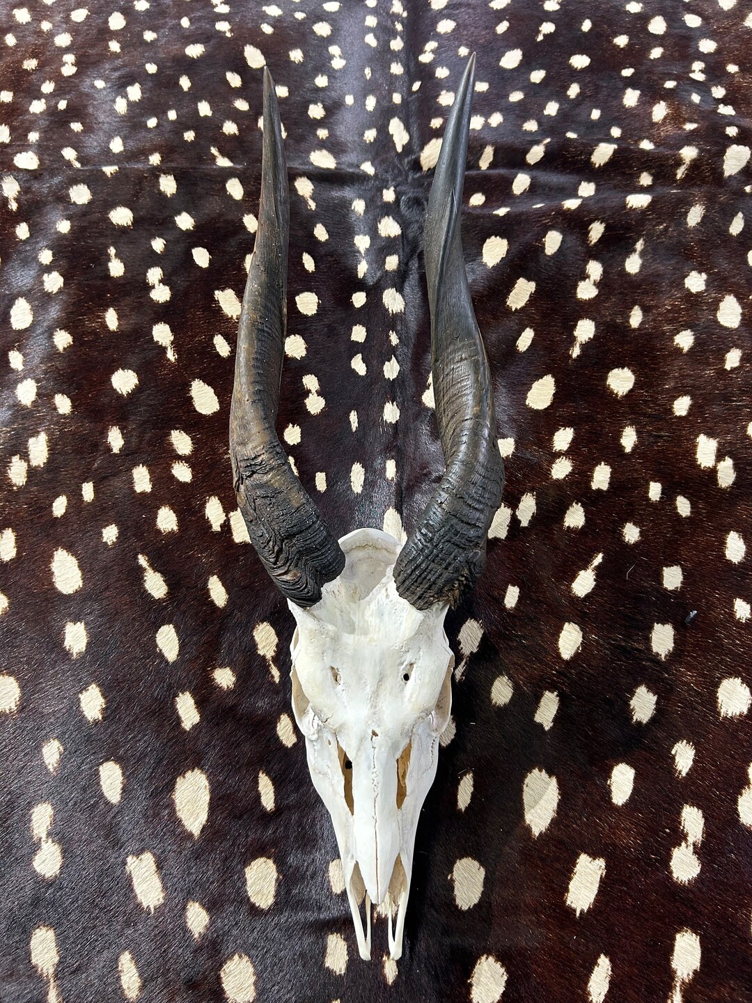 Trophy Bushbuck Antelope Horns African Trophy Antelope - Etsy