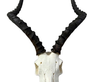 Impala Skull Real African Antelope Skull African Trophy Animal Skull ...